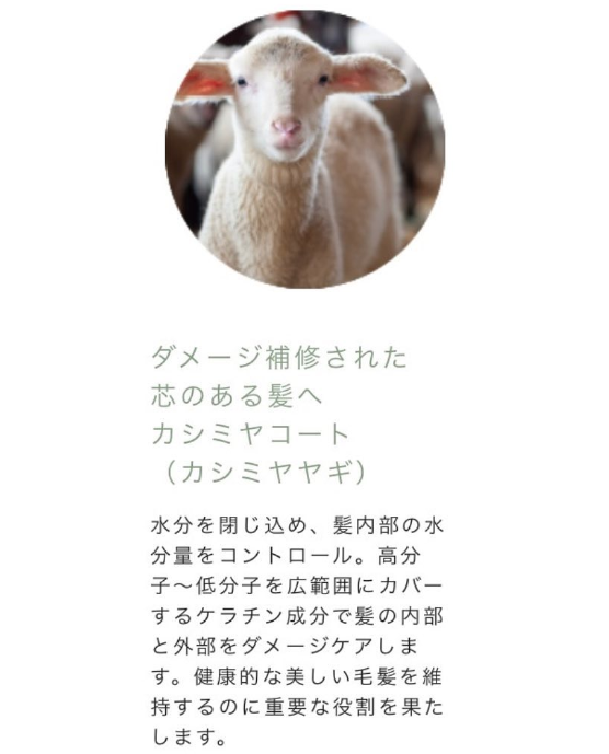 PUTELO ARシャンプー – putelo